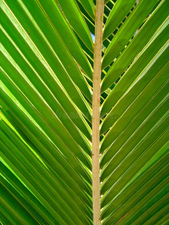 Tropical palm tree leaf stock photo. Image of view, tropical - 2265486