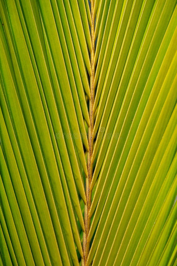 Tropical palm tree leaf stock image. Image of branch - 309204127