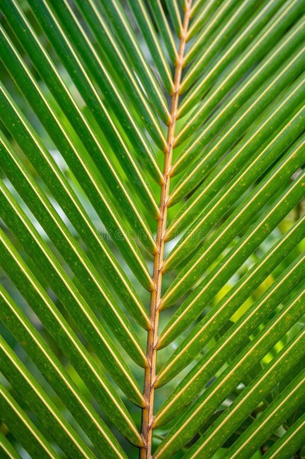 Tropical palm tree leaf stock image. Image of leaves - 309204135