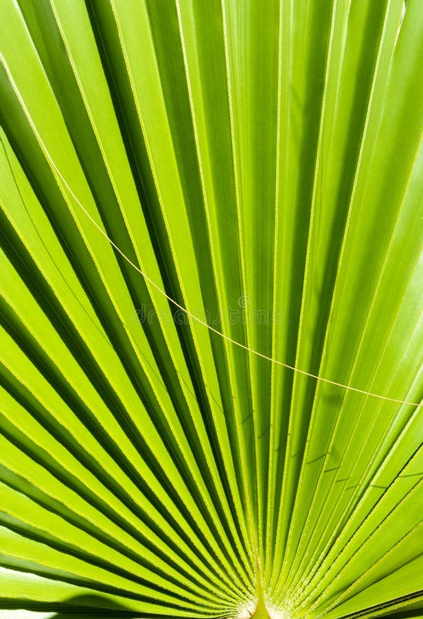Tropical palm tree leaf stock image. Image of closeup - 90740995