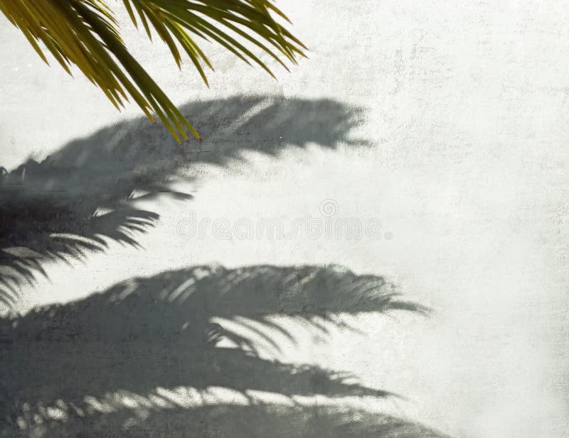 Tropical Palm Tree Leaf Shadow on a Concrete Wall. Stock Photo - Image ...