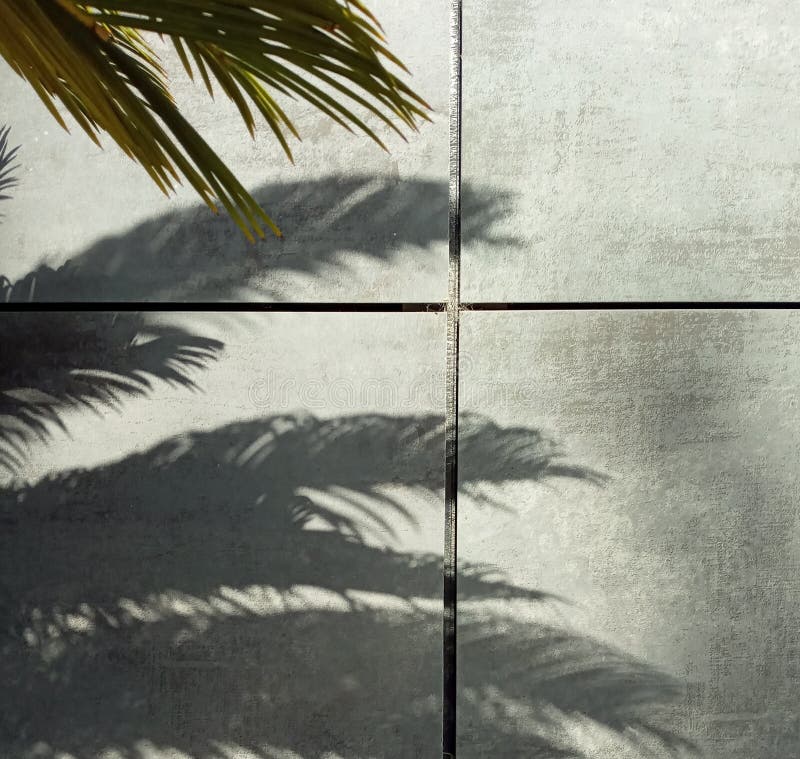 Tropical Palm Tree Leaf Shadow on Wall. Stock Image - Image of design ...