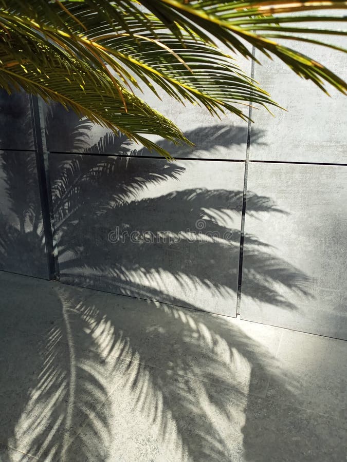 Tropical Palm Tree Leaf Shadow on Wall. Stock Image - Image of design ...