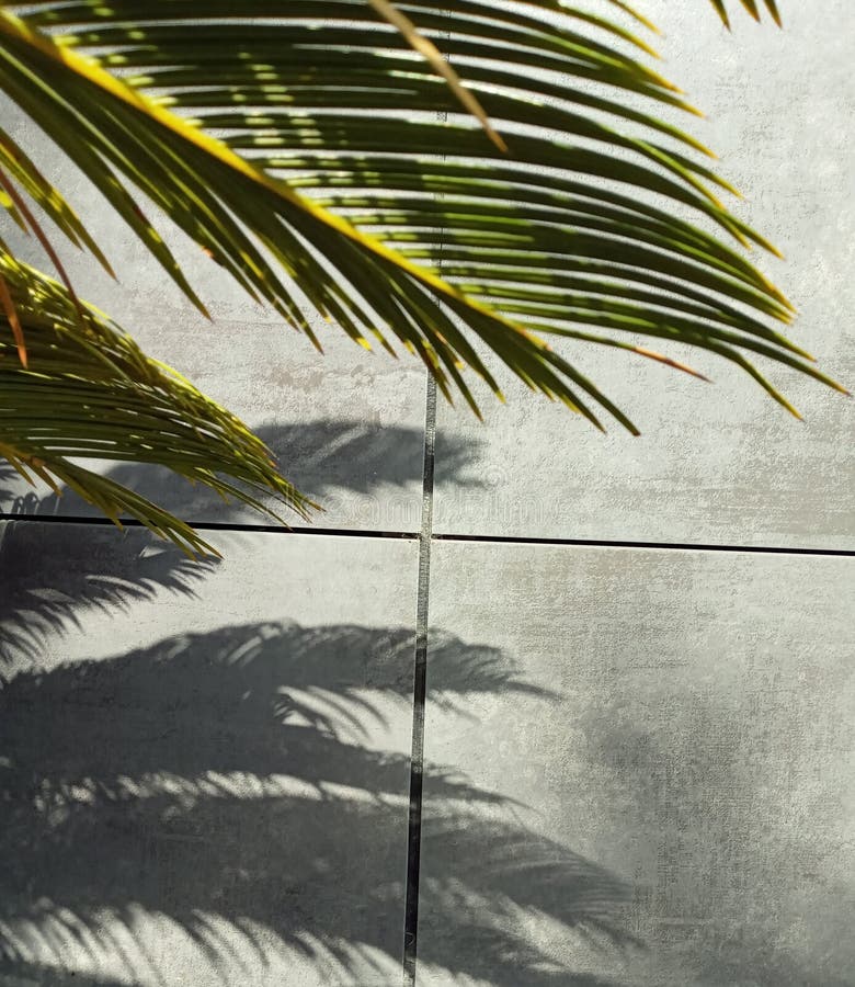 Tropical Palm Tree Leaf Shadow on Wall. Stock Image - Image of design ...