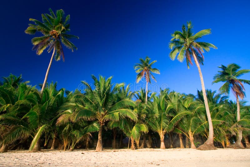Tropical Palm Tree Paradise Stock Image - Image of clear, feeling: 2727165