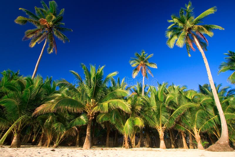 Tropical Palm Tree Paradise Stock Image - Image of clear, feeling: 2727165