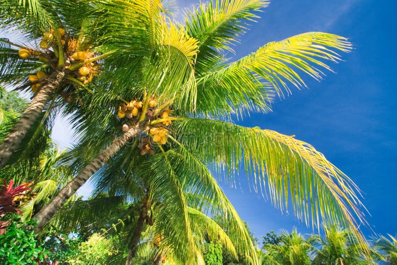 Tropical Palm Tree Paradise Stock Image - Image of happiness, escape ...