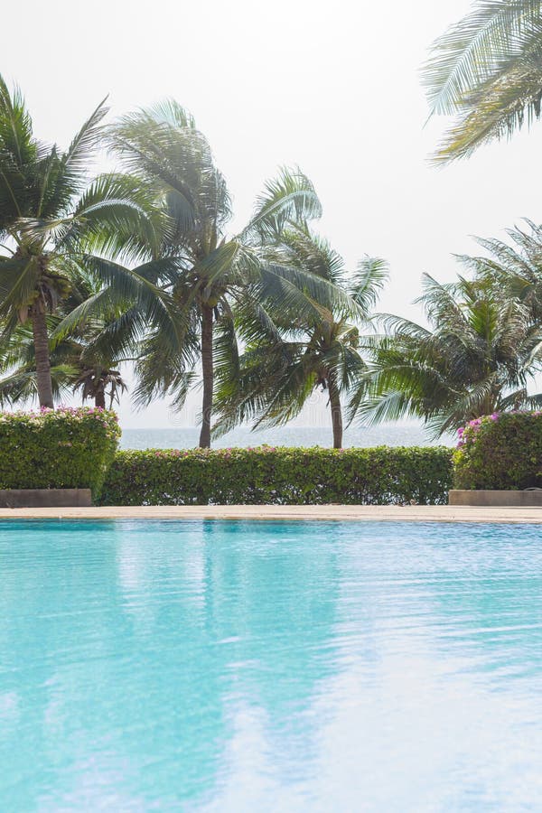 Tropical Palm Tree and Pool at Sea Stock Photo - Image of nature ...