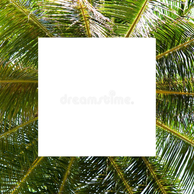 Tropical Palm Tree with Royal Coconuts. Free Space for Text Stock Photo ...