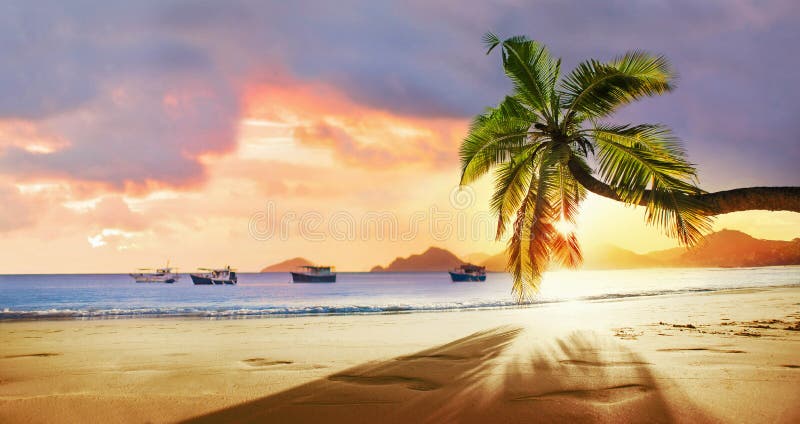 Tropical Palm Tree in the Sunshine Stock Image - Image of leaf ...