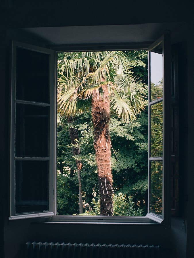 Tropical Palm Tree View from Open Window Stock Image - Image of natural ...