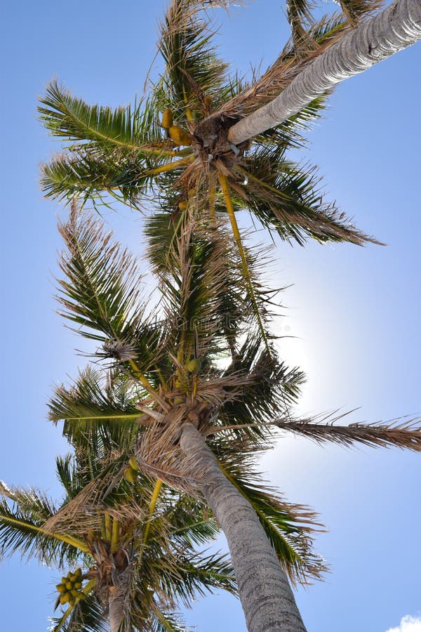 Tropical Palm Trees stock photo. Image of tropical, trees - 140085124