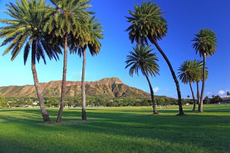 Tropical Palm Trees Diamond Head Stock Photo - Image of grain, cluster ...