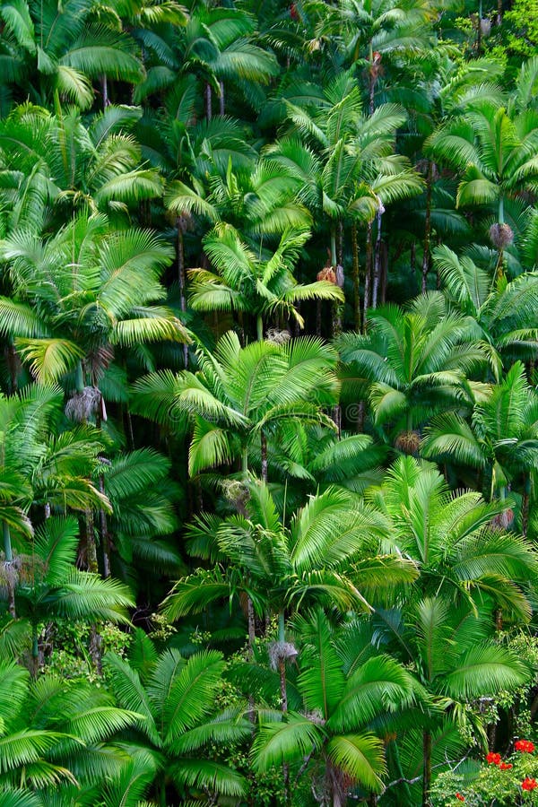Tropical Palm Trees Green Cluster Stock Image - Image of natural ...