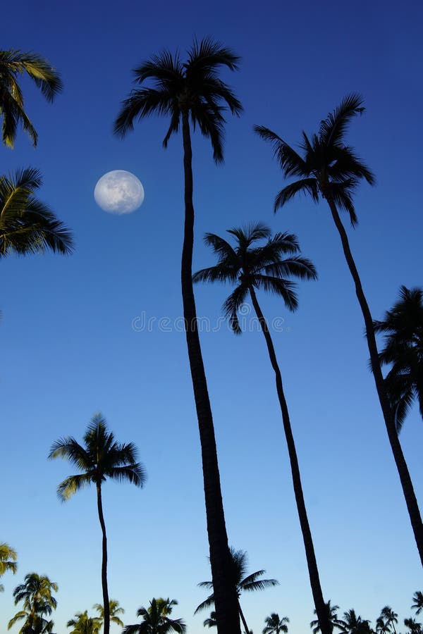 Tropical Palm Trees and Moon Stock Photo - Image of full, evening: 54817586