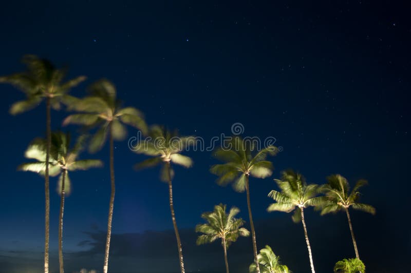Tropical Palm Trees at Night Stock Photo - Image of landscape, fantasy ...