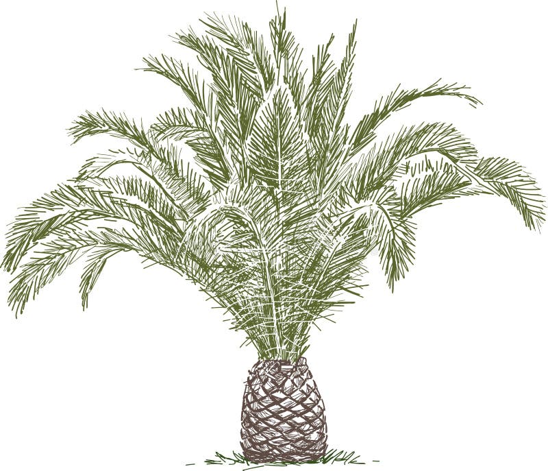 Date Palm Tree Drawing Stock Illustrations – 1,071 Date Palm Tree ...