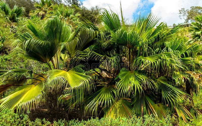 Tropical Palms forest stock image. Image of park, forest - 112699963