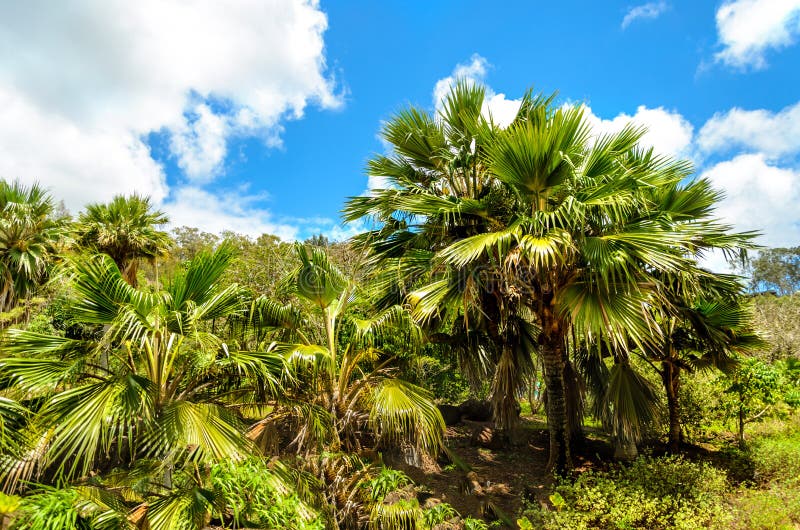 Tropical Palms forest stock photo. Image of card, park - 112700000