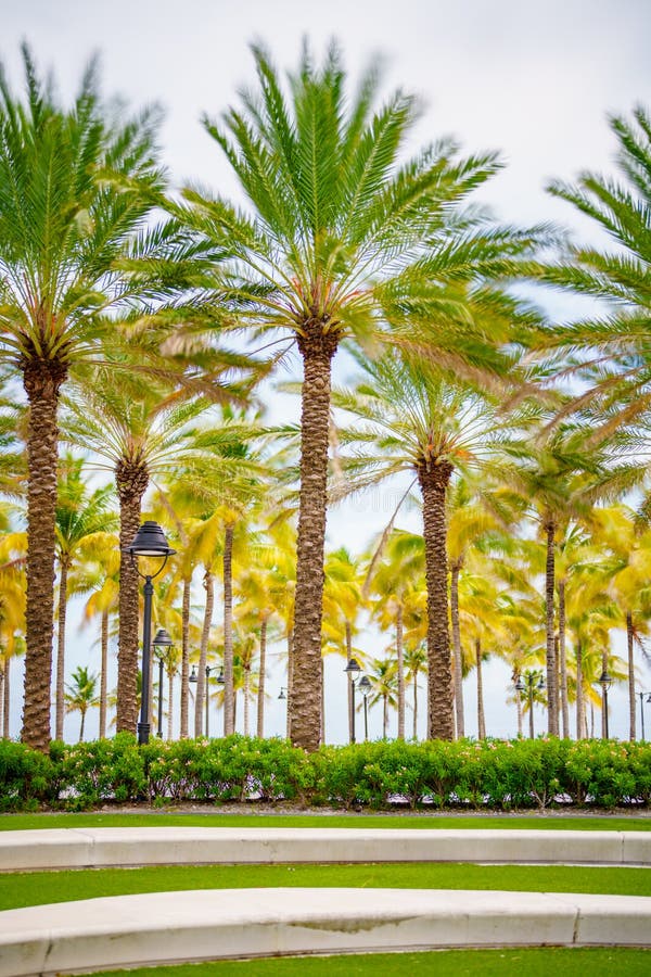 Tropical Palms in the Park, Fort Lauderdale Summer Scene 2024 Stock ...