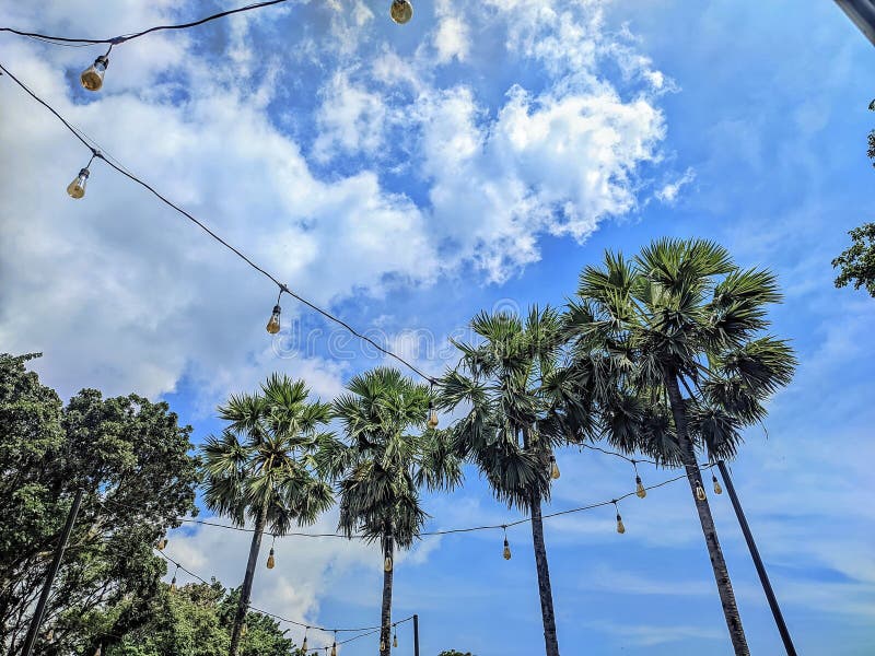 Tropical Palms and String Lights Against Blue Sky Stock Image - Image ...