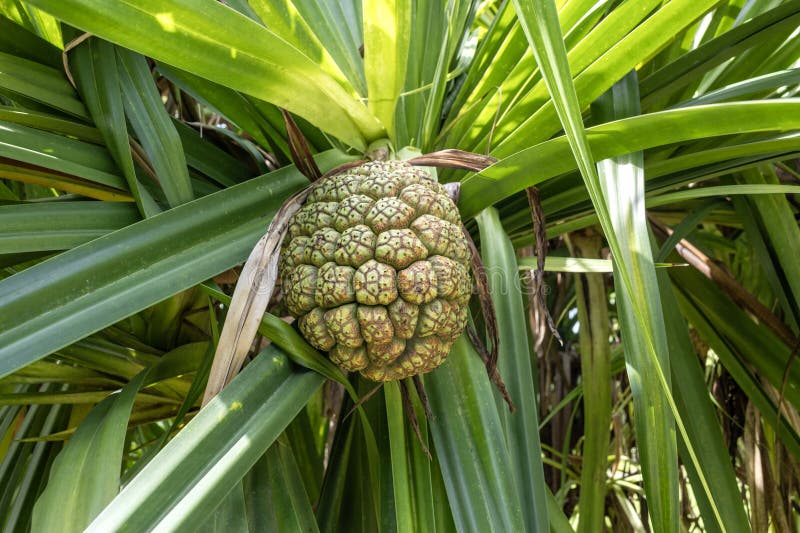 Tropical Pandanus Tree with Fruit Stock Photo - Image of healthy ...