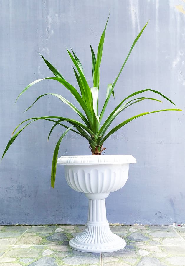 Pandanus Veitchii or the Beautiful Yellow Pandan Stock Image - Image of ...