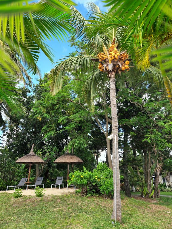 Tropical Paradise Coconut Tree Yellow Coconuts Stock Photo - Image of ...
