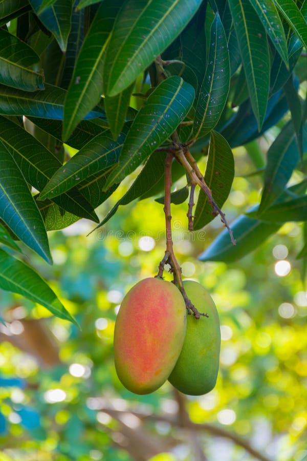 Tropical Paradise - Exotic Mangoes Fruit Riping on the Tree Stock Image ...