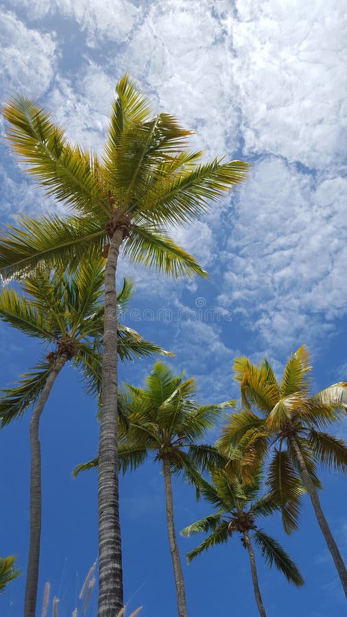 Tropical paradise stock image. Image of white, puffy - 70891969