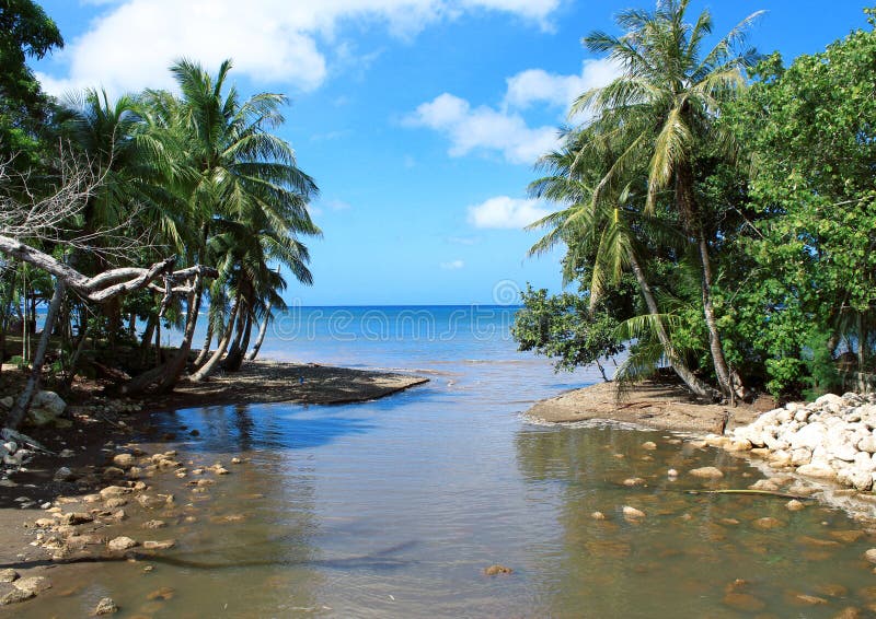 Guam Tropical Coconut Trees Stock Image - Image of lounge, green: 1041799