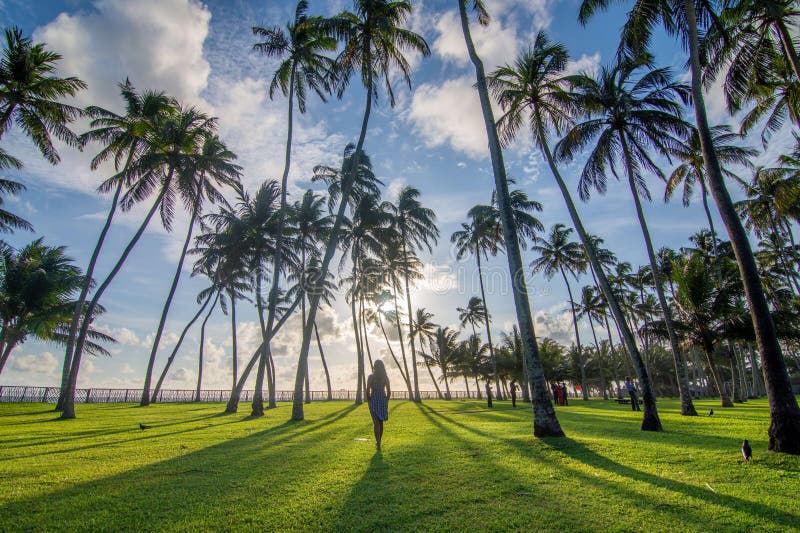 Tropical Paradise Sunset Serene Beach Scene With Majestic Coconut