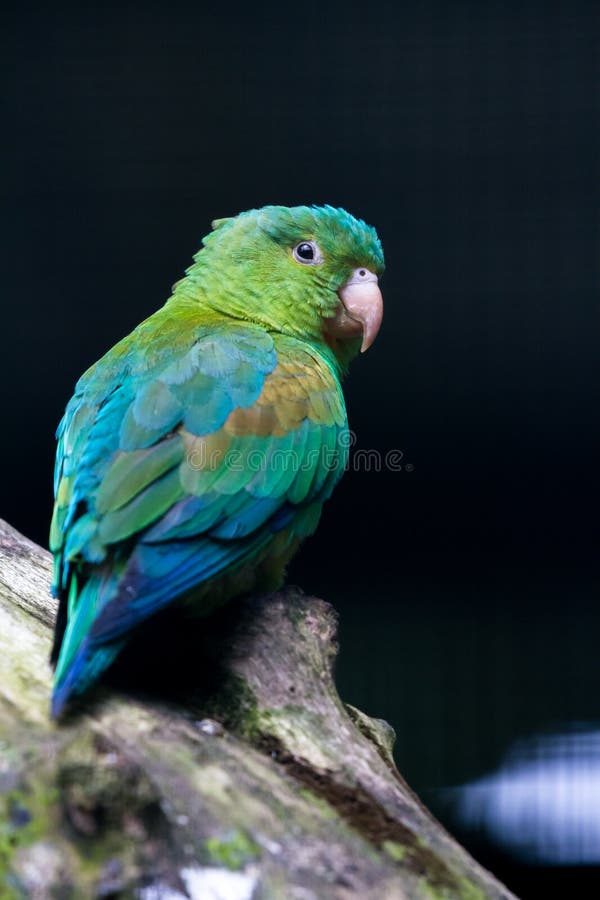 Tropical Parakeet in the Forest Stock Image - Image of wildlife ...