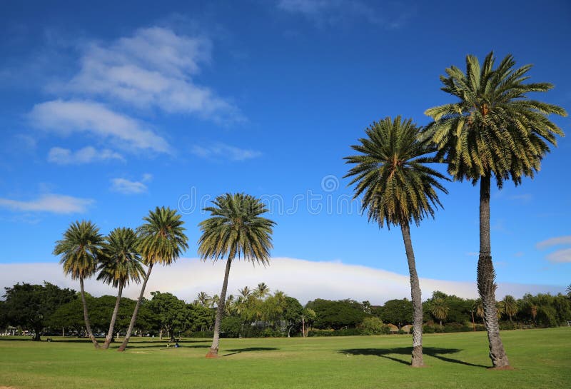 Tropical park in Honolulu stock image. Image of white - 54865489