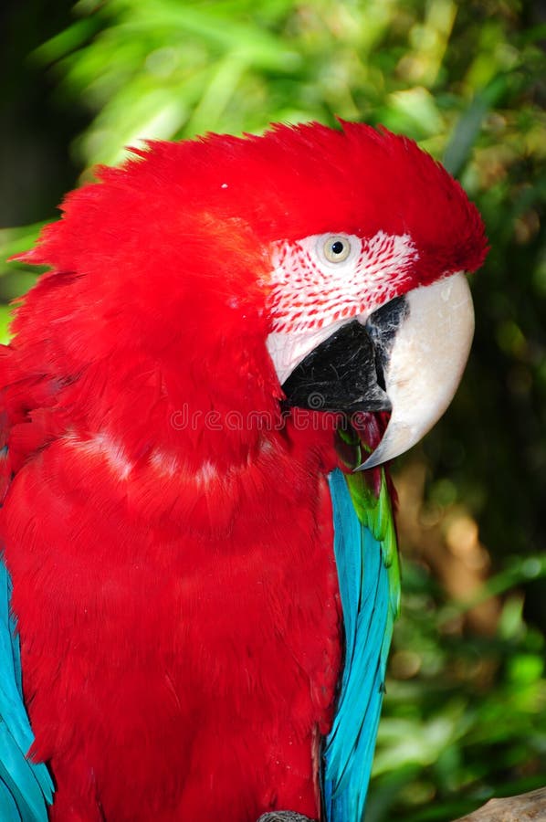 Tropical parrot stock photo. Image of beak, saturation - 27264940