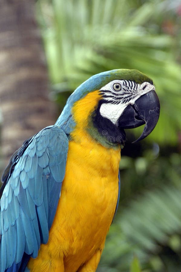 Tropical Parrot stock image. Image of nature, birds, caribbean - 4492333