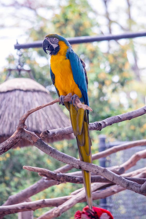 Tropical Parrot on a Perch at a Tropical Resort Stock Image - Image of ...