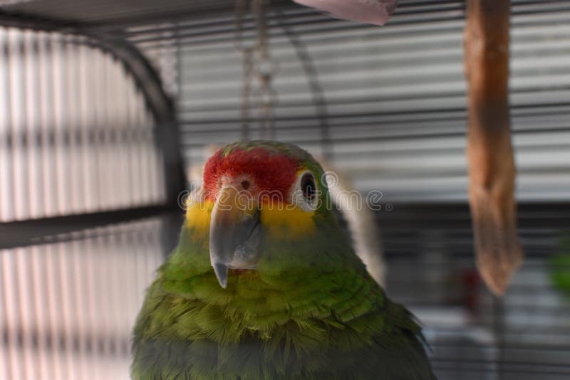 Tropical Parrot Staring in Front of His Cage Stock Photo - Image of ...