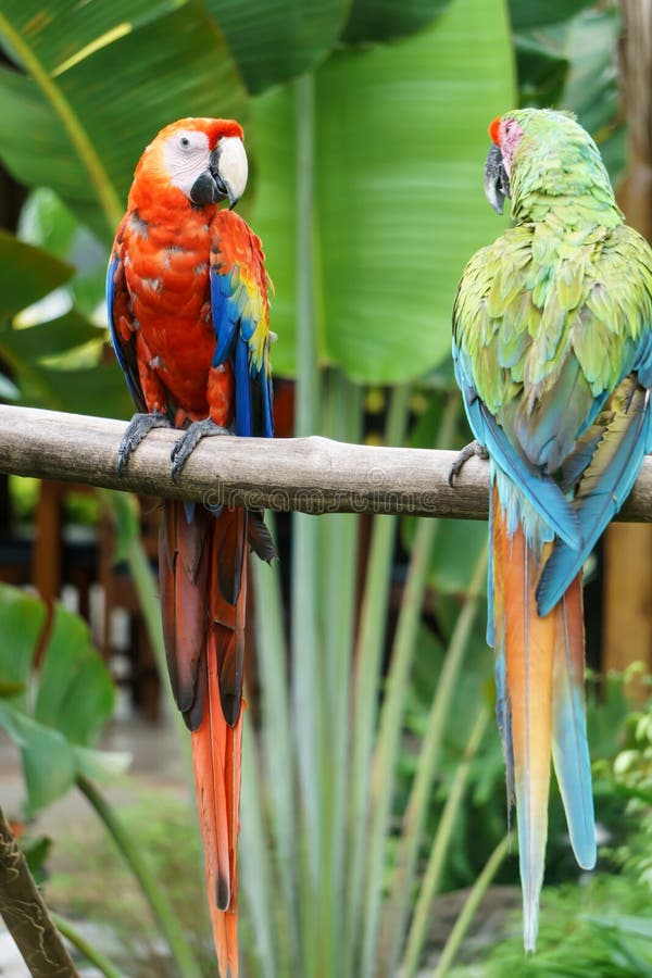 Tropical parrots in nature stock image. Image of jungle - 123026273