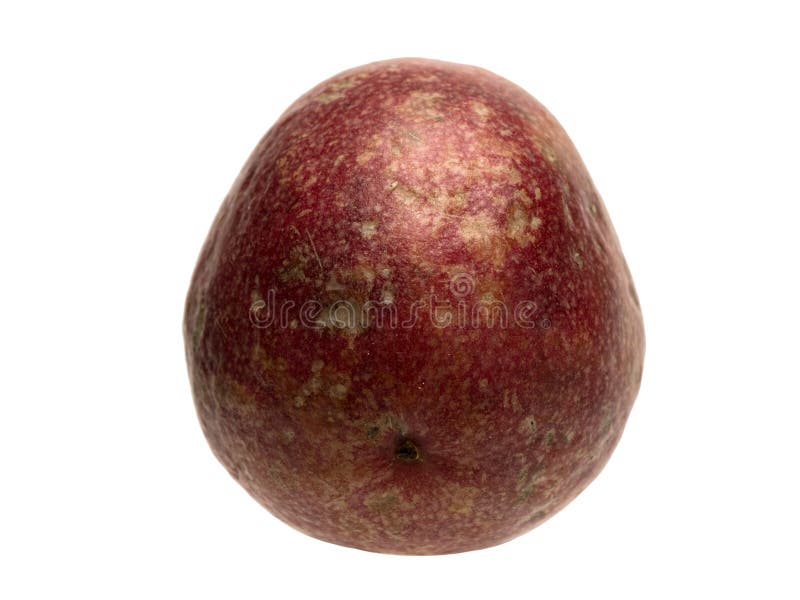 Tropical Passion Fruit Creeper Isolated Object Stock Photo - Image of ... Tropical Passion Fruit Creeper Isolated Object Stock Photo - Image of ...