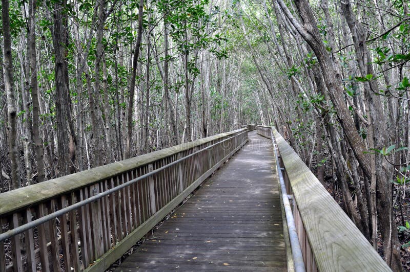 Swampy Path in the Everglades Stock Image - Image of living, tall: 16026185