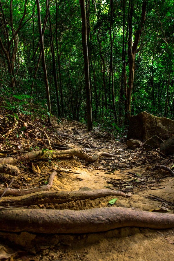Tropical Path in Rainforest Full of Branches, Green Colors and Large ...