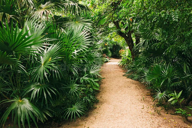 Tropical Pathway Surrounded by Vibrant Greenery Stock Image - Image of ...