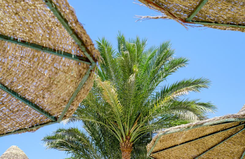 High Palm Trees Pattern on White Background Stock Photo - Image of ...