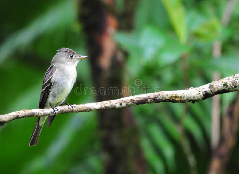 Tropical Pewee stock image. Image of flycatcher, tropical - 31065865