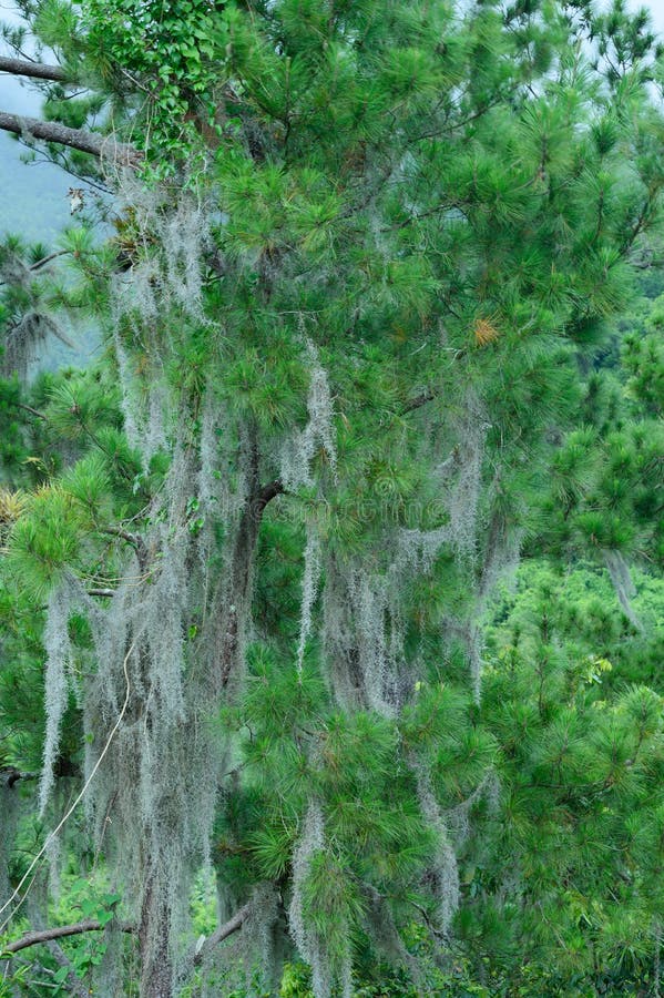 Tropical Pine Tree with Moss on Branches Stock Image - Image of herbs ...
