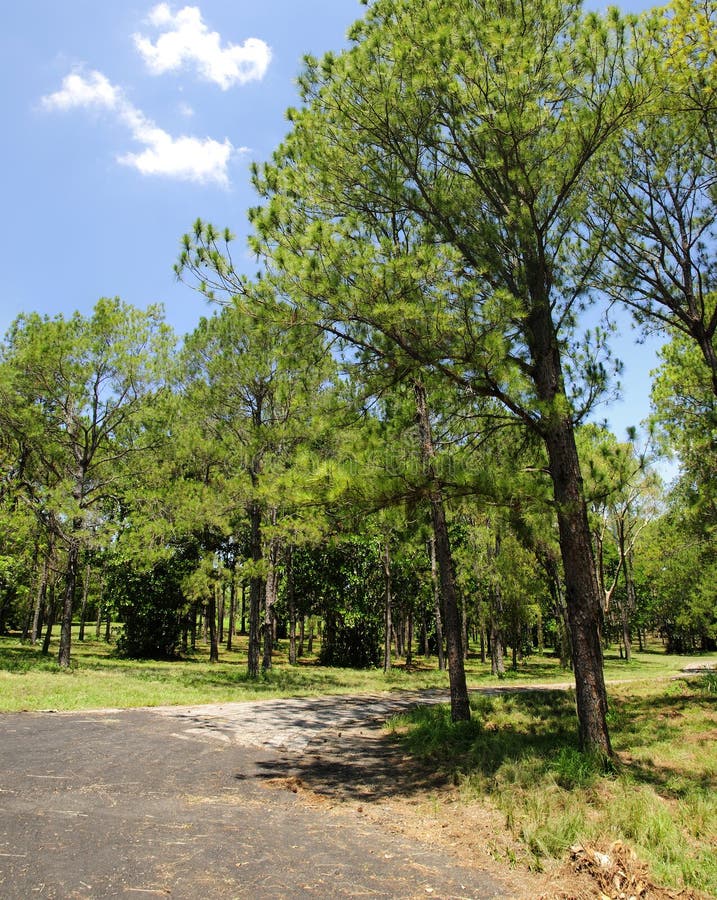 Tropical Pine Trees Forrest Stock Image - Image of natural, spring ...