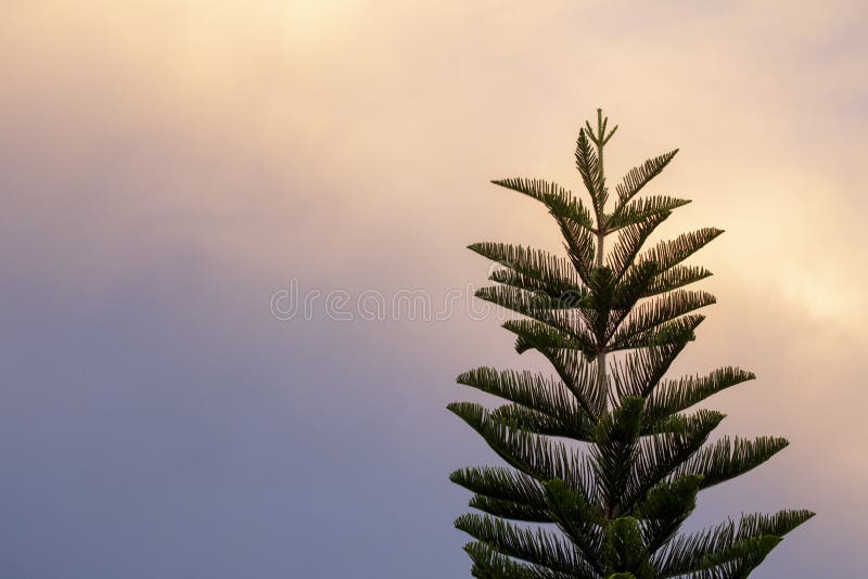 Tropical Pine Trees at Sunset Silhouettes Background Stock Photo ...