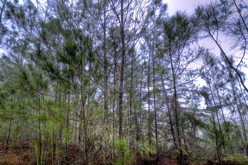 Tropical pines stock image. Image of caribbean, arboles - 93109767