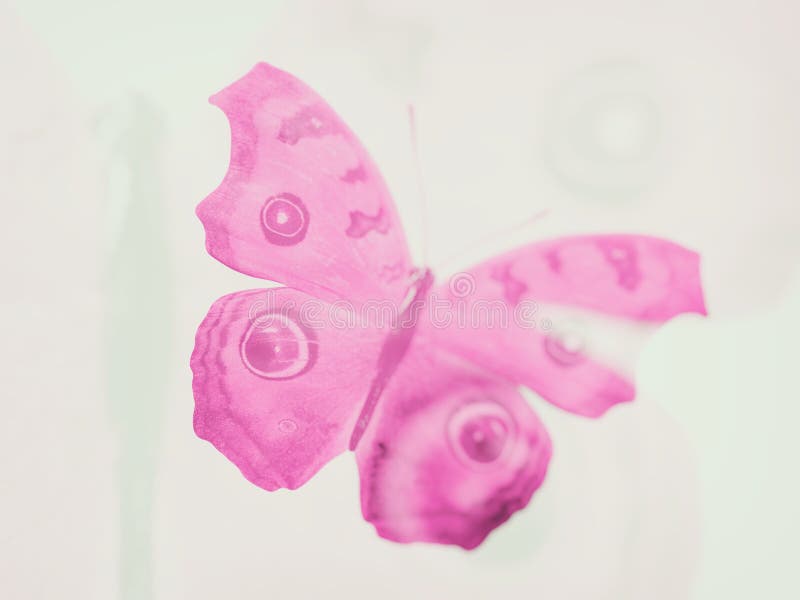 Tropical Pink Butterfly. Isolated on White Stock Image - Image of ...